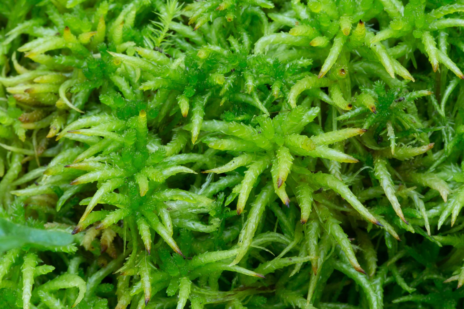 Moss Sphagnum Palustre Ohio Moss And Lichen Association
