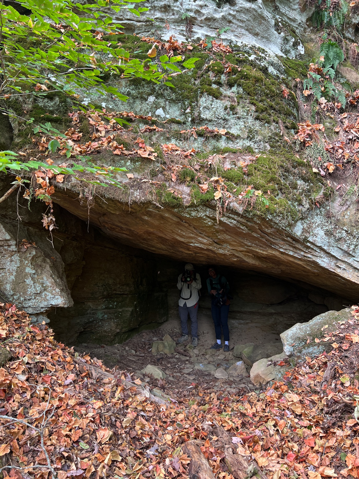 foray-harrison-fall-2024 – Ohio Moss and Lichen Association