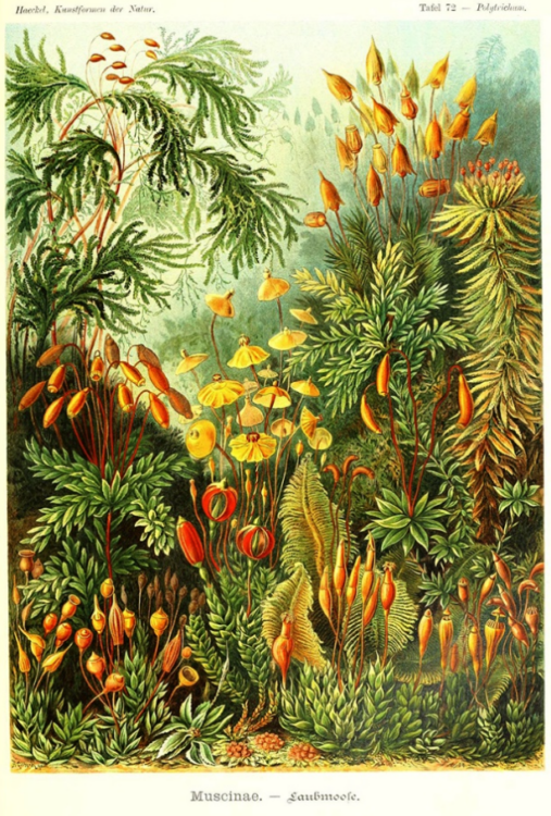 v17-lichensmosses-art – Ohio Moss and Lichen Association